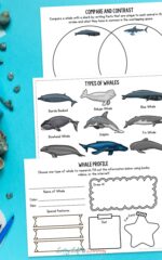 Whale Activity Sheets: Easy Ocean Fun