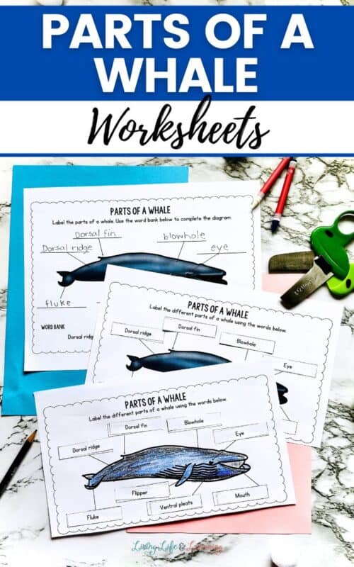 Parts of a Whale Worksheets to Explore Ocean Life