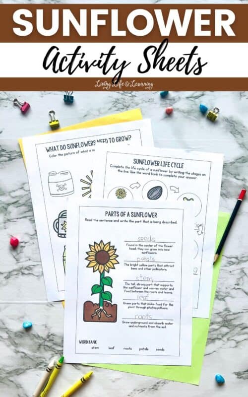 Sunflower Activity Sheets: Engaging Plant Science