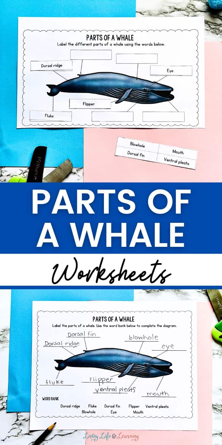 Parts of a Whale Worksheets to Explore Ocean Life