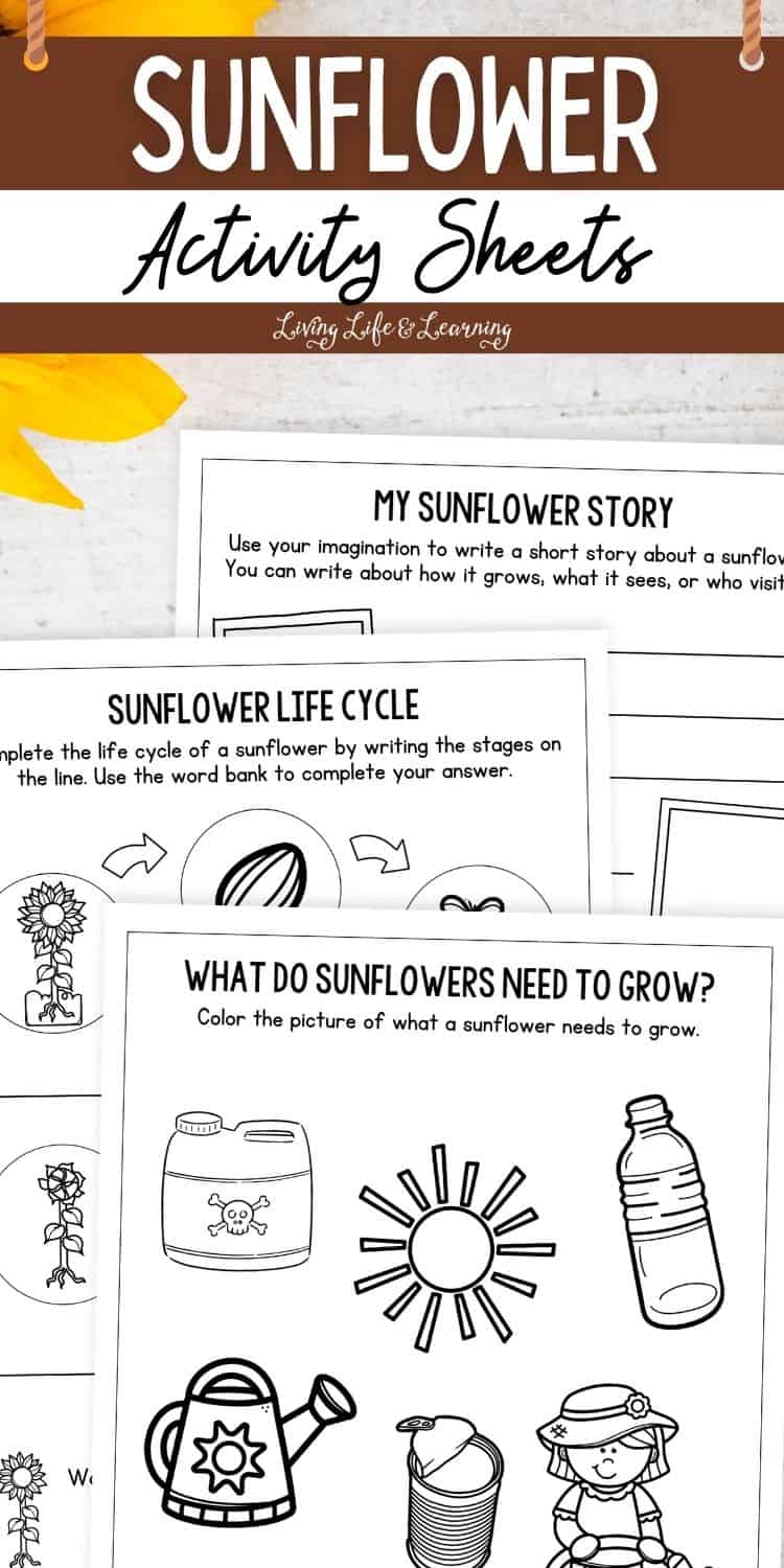 Sunflower Activity Sheets: Engaging Plant Science