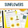 Sunflower Coloring Pages for Kids: Simple Creativity
