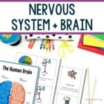 Brain Labeling Worksheets to Explore the Human Brain