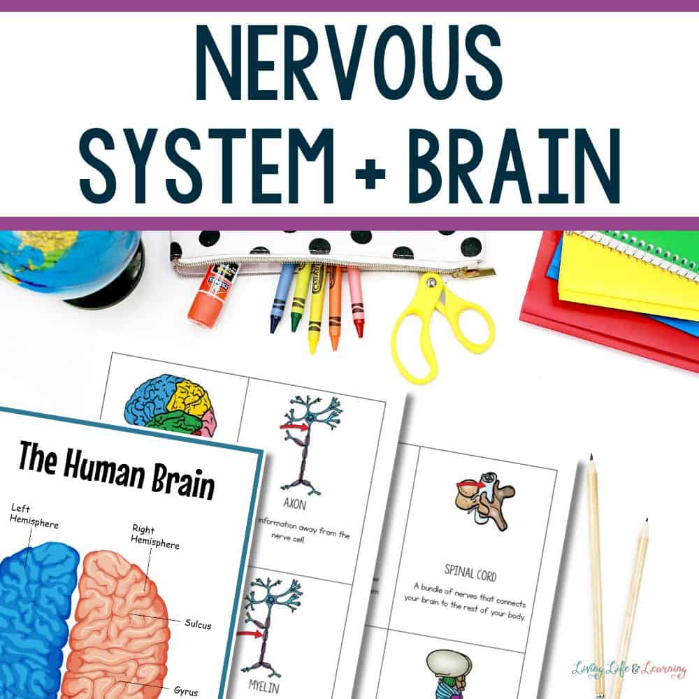 Brain STEM Activities: Fun Experiments and Hands-on Projects