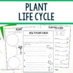 Sunflower Activity Sheets: Engaging Plant Science