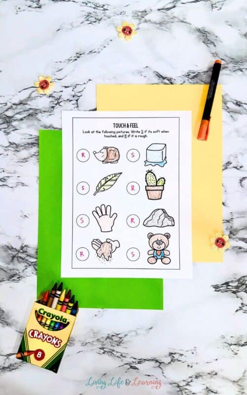 5 Senses Worksheet for Kindergarten: Fun Human Body Lesson