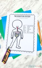 Printable Body Systems Coloring Pages for Learning Fun
