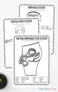 Printable Body Systems Coloring Pages for Learning Fun