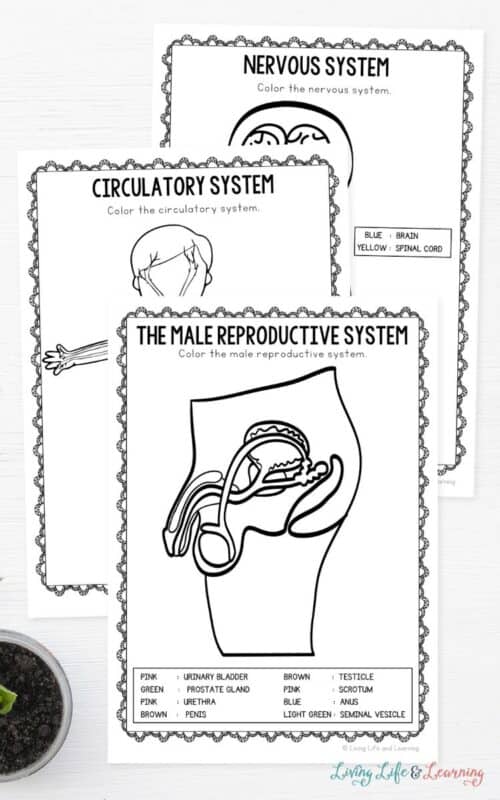 Printable Body Systems Coloring Pages for Learning Fun