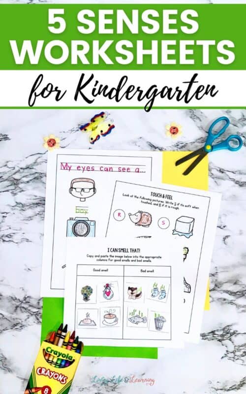 5 Senses Worksheet for Kindergarten: Fun Human Body Lesson
