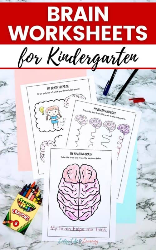 Brain Worksheets for Kindergarten: Teaching Brain Basics