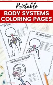 Printable Body Systems Coloring Pages for Learning Fun
