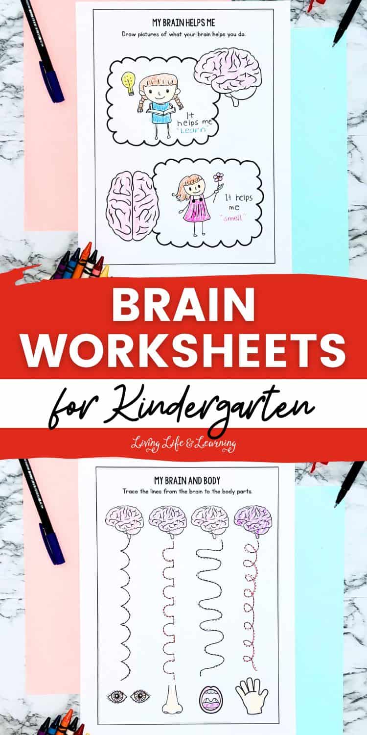 Brain Worksheets for Kindergarten: Teaching Brain Basics
