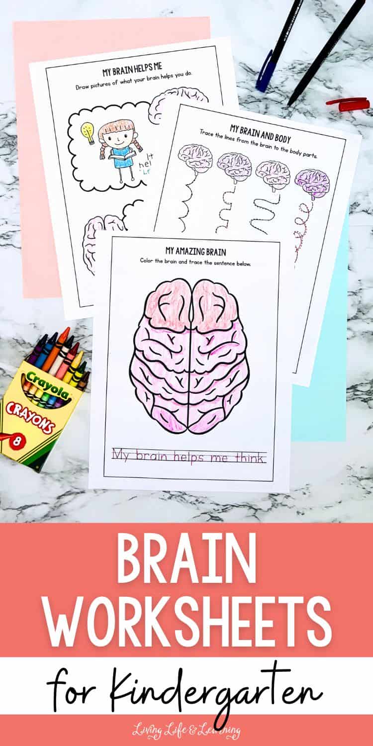 Brain Worksheets for Kindergarten: Teaching Brain Basics