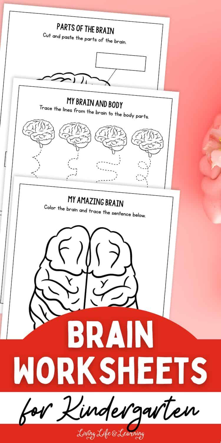 Brain Worksheets for Kindergarten: Teaching Brain Basics
