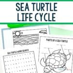 Sea Turtle STEM Activities: Fun Ocean Learning Ideas for All Ages