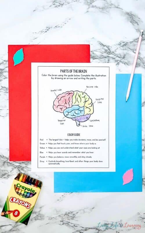 Brain Labeling Worksheets to Explore the Human Brain
