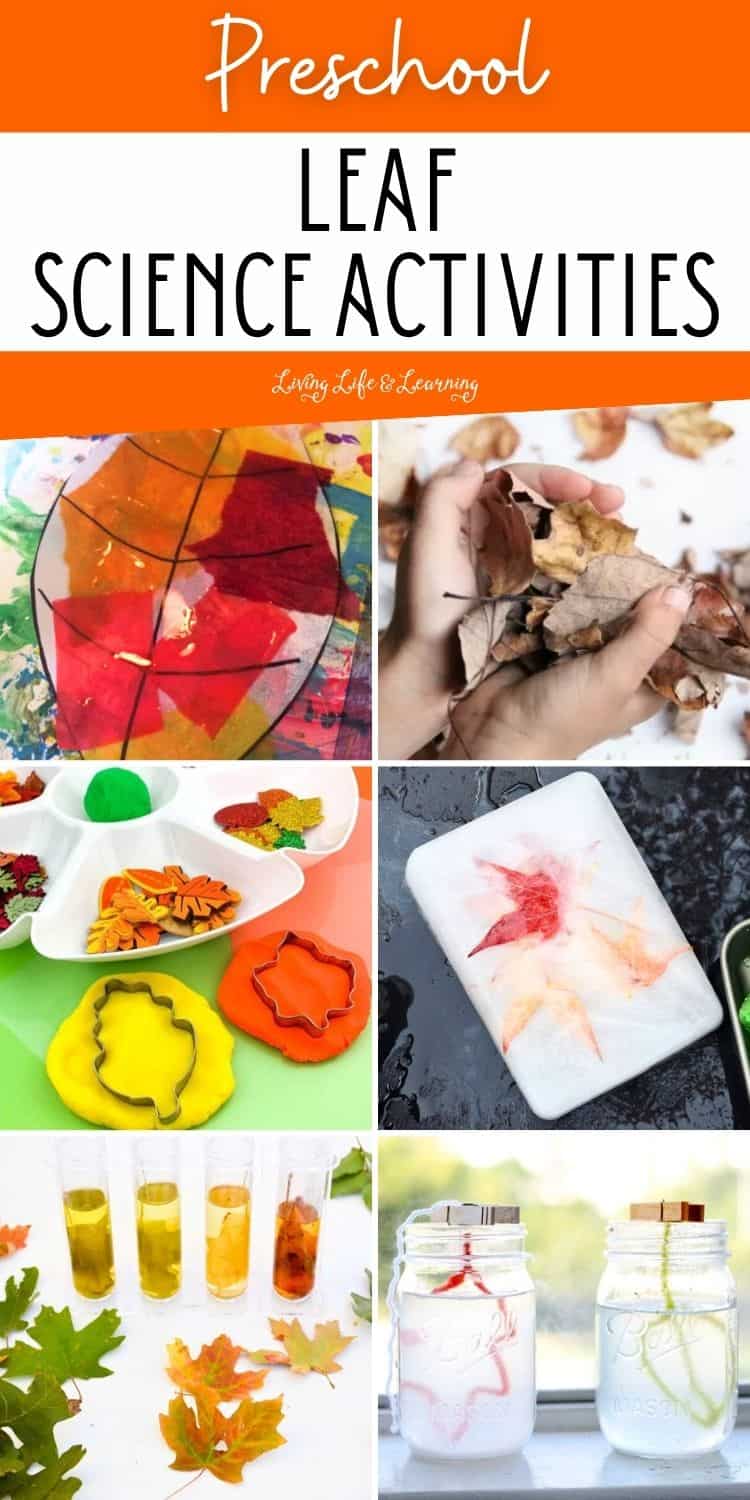 Preschool Leaf Science Activities to Inspire Learning