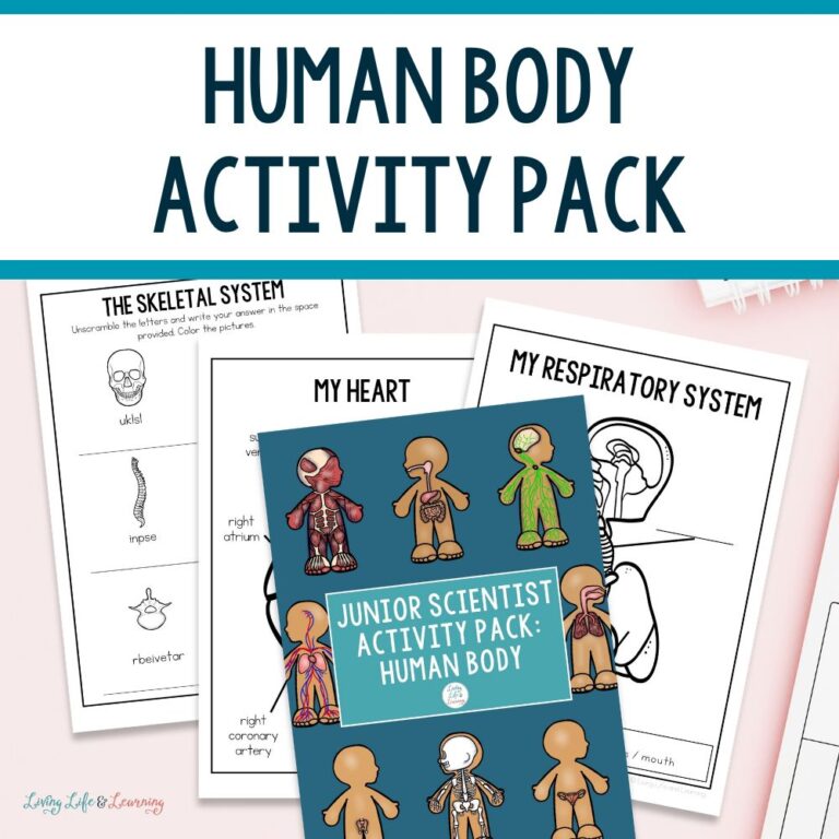 Human Body Organs Printable: Fun Anatomy Activities
