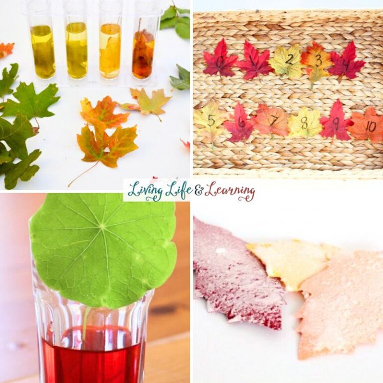 Leaf STEM Activities: Hands-On Science Ideas