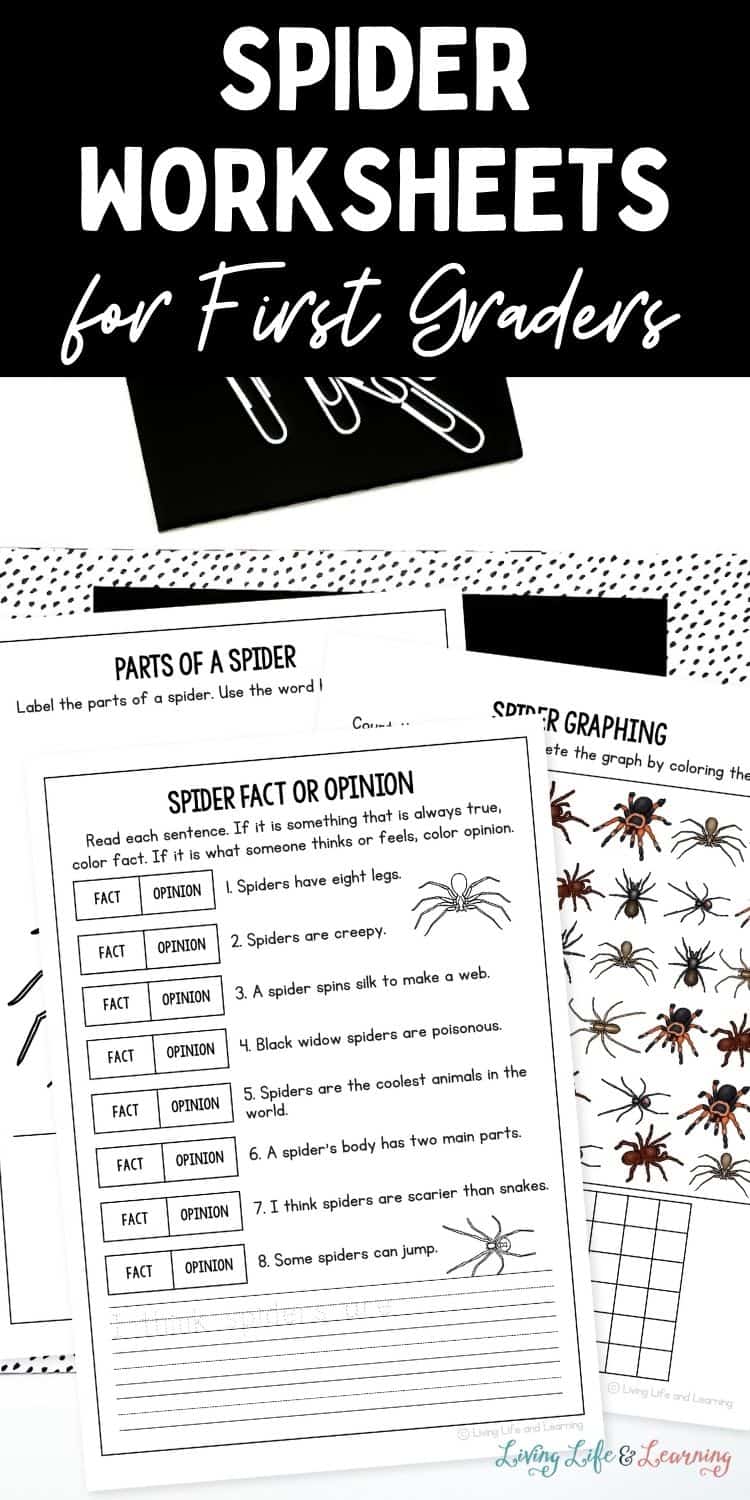 Spider Worksheets for First Graders: Fun Activities Included
