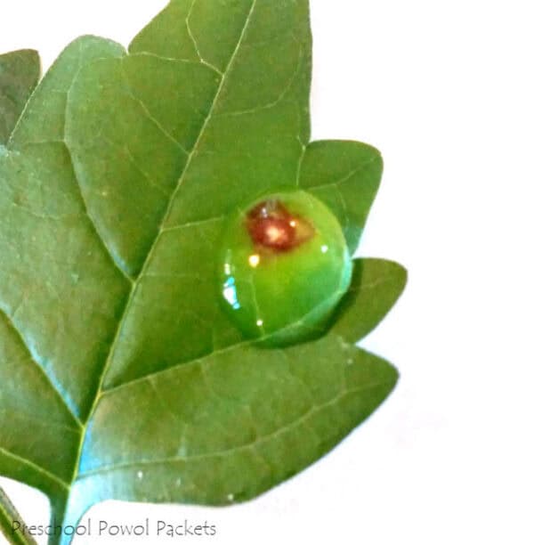 Leaf STEM Activities: Hands-On Science Ideas