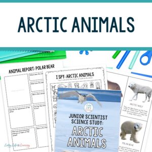 Arctic Food Chain Worksheets: Learning Made Easy