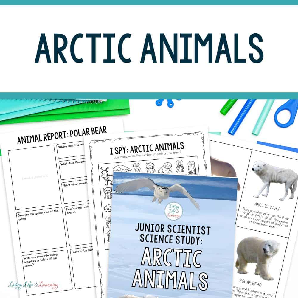 Arctic Food Chain Worksheets: Learning Made Easy