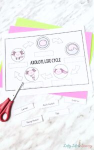 Life Cycle of an Axolotl Worksheet to Explore Science