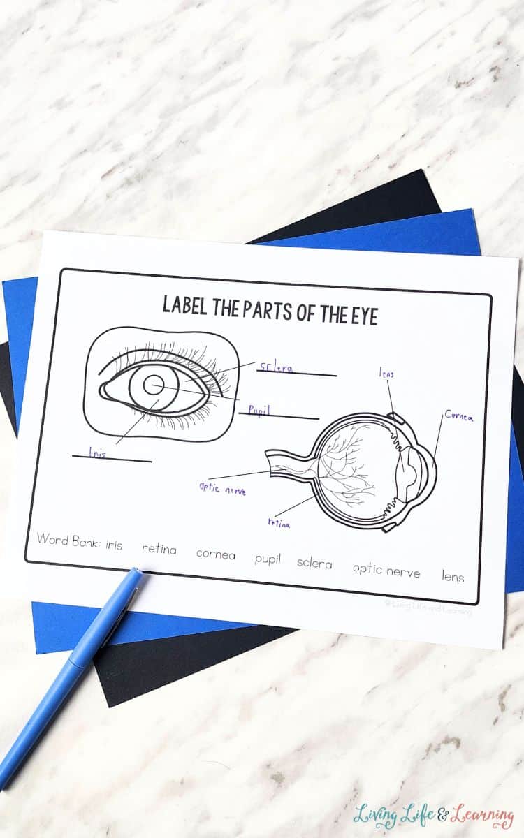 Parts of the Eye for Kids Worksheet Fun Learning