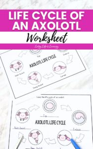 Life Cycle of an Axolotl Worksheet to Explore Science