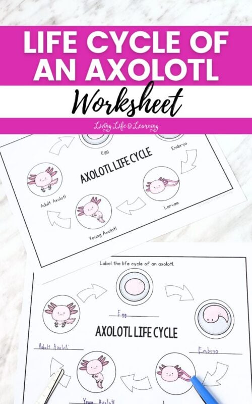 Life Cycle of an Axolotl Worksheet to Explore Science