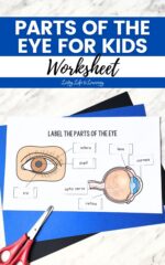 Parts of the Eye for Kids Worksheet Fun Learning