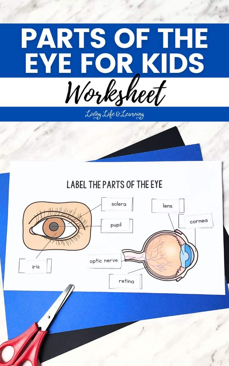 Parts of the Eye for Kids Worksheet Fun Learning