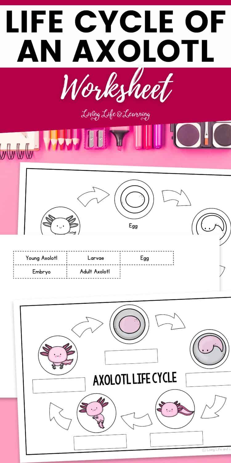 Life Cycle of an Axolotl Worksheet to Explore Science