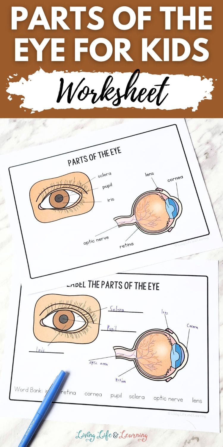 Parts of the Eye for Kids Worksheet Fun Learning