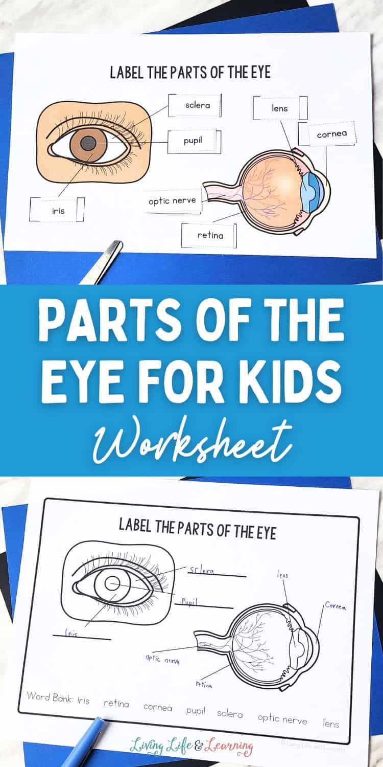 Parts of the Eye for Kids Worksheet Fun Learning