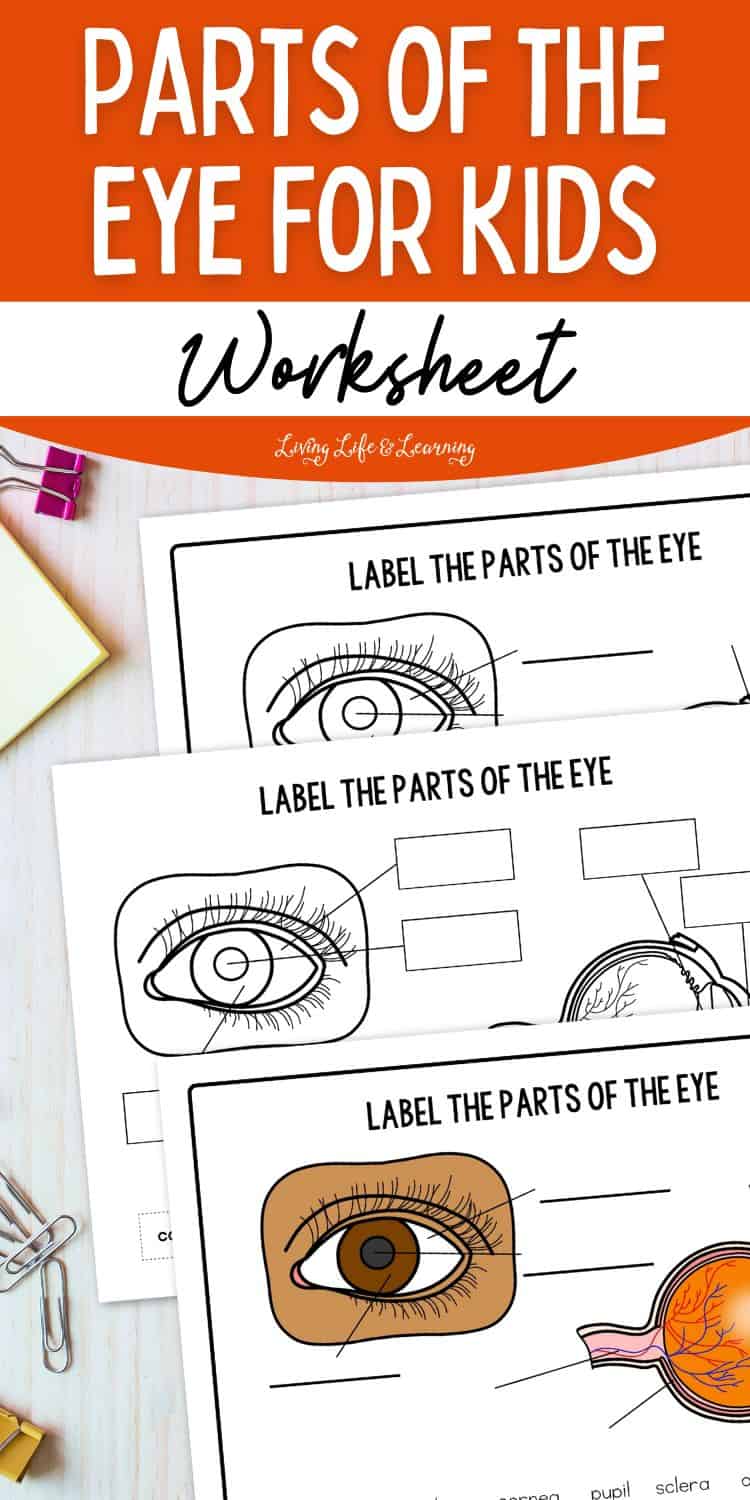 Parts of the Eye for Kids Worksheet Fun Learning