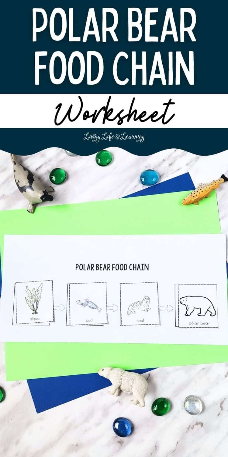 Polar Bear Food Chain Worksheet for Science Lessons