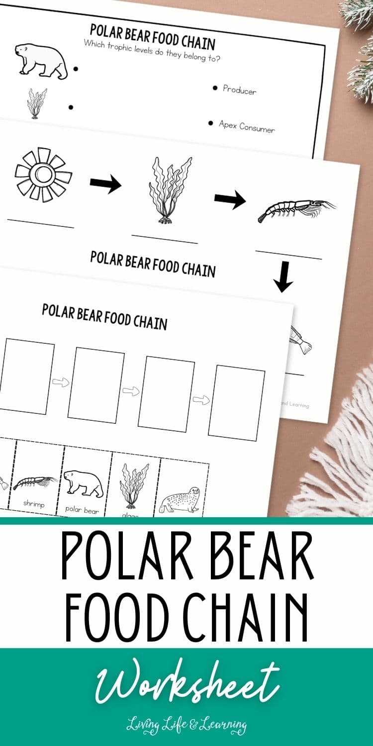 Polar Bear Food Chain Worksheet for Science Lessons