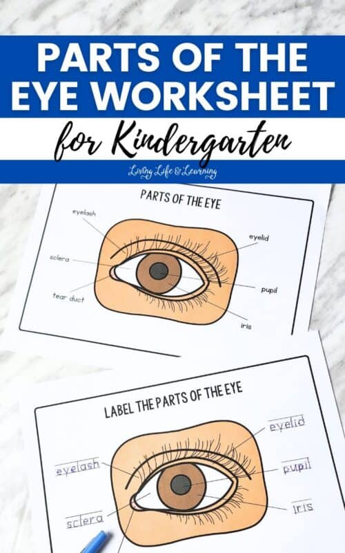 Parts of the Eye Worksheet for Kindergarten: Human Body Activity