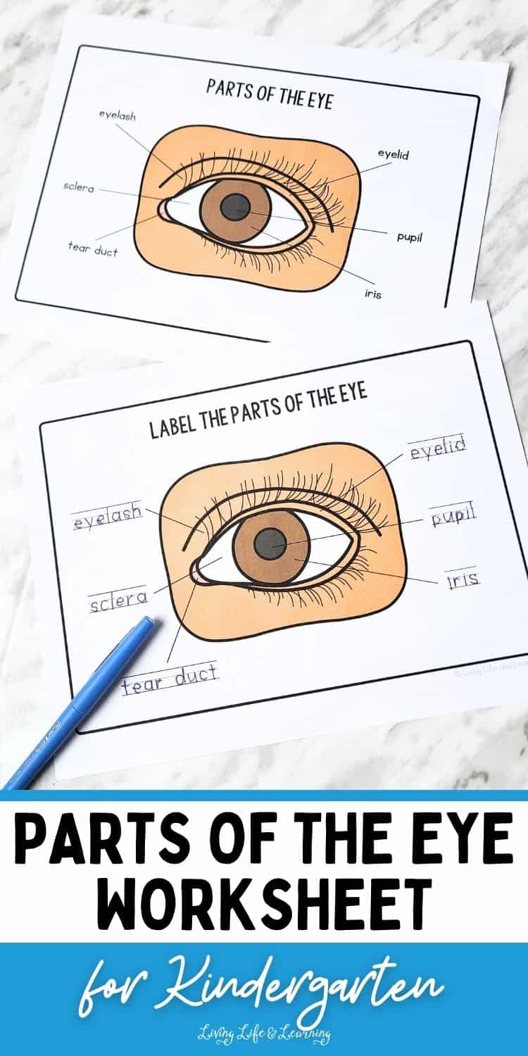 Parts of the Eye Worksheet for Kindergarten: Human Body Activity