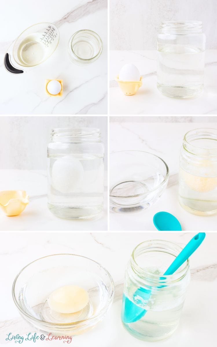 Rubber Egg Experiment: Explore Osmosis