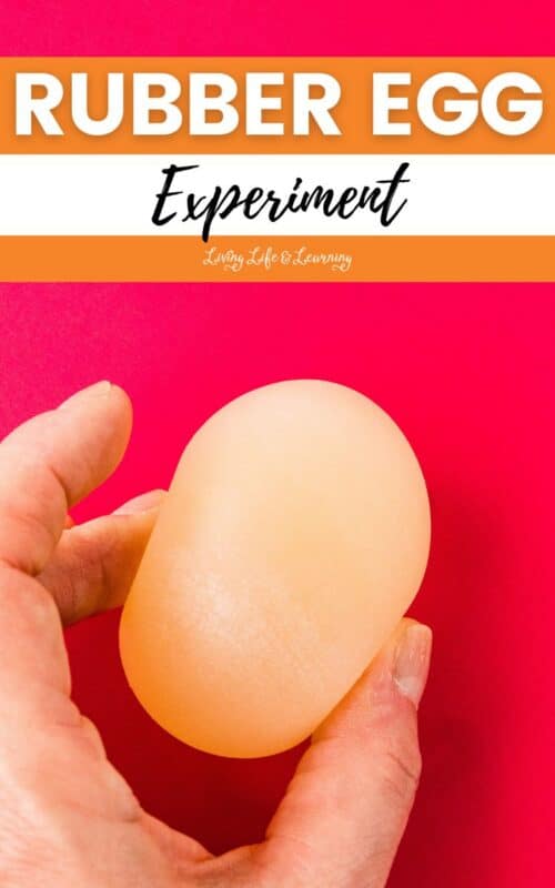 Rubber Egg Experiment: Explore Osmosis