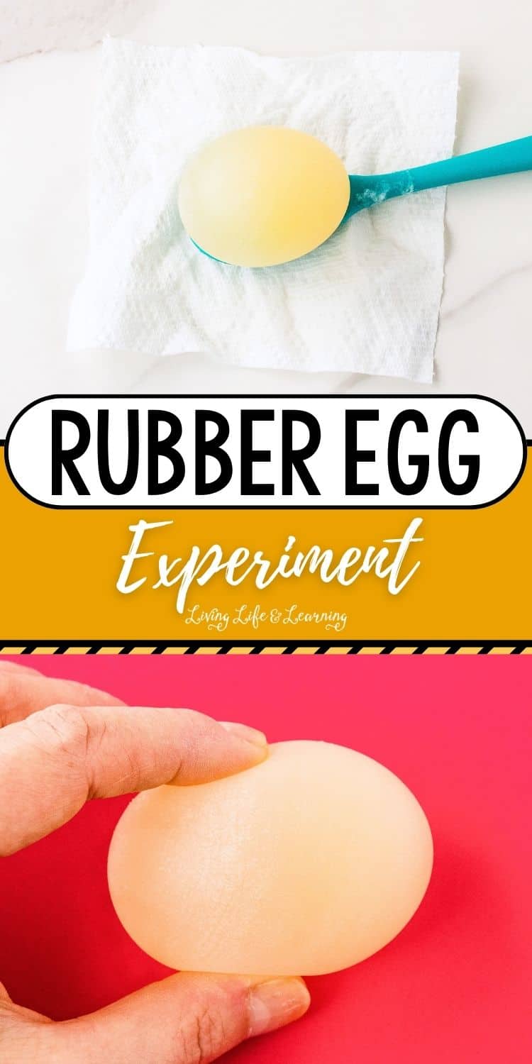 Rubber Egg Experiment: Explore Osmosis