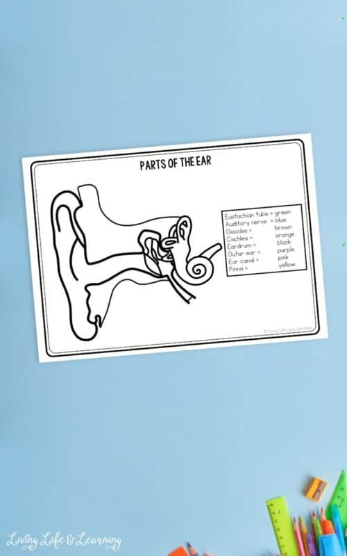 Parts of the Ear Worksheets for Kids: Learn Human Anatomy