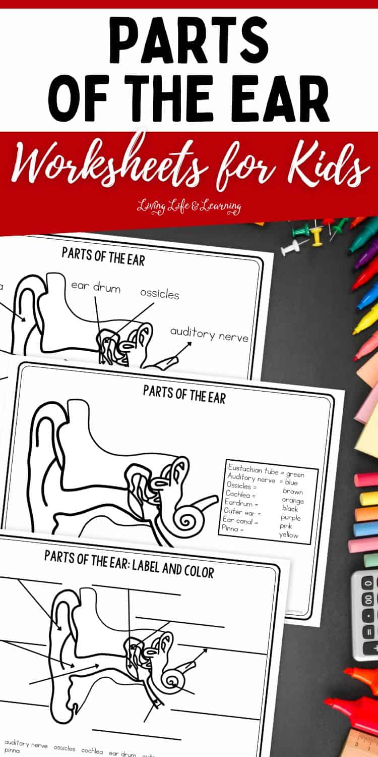 Parts of the Ear Worksheets for Kids: Learn Human Anatomy