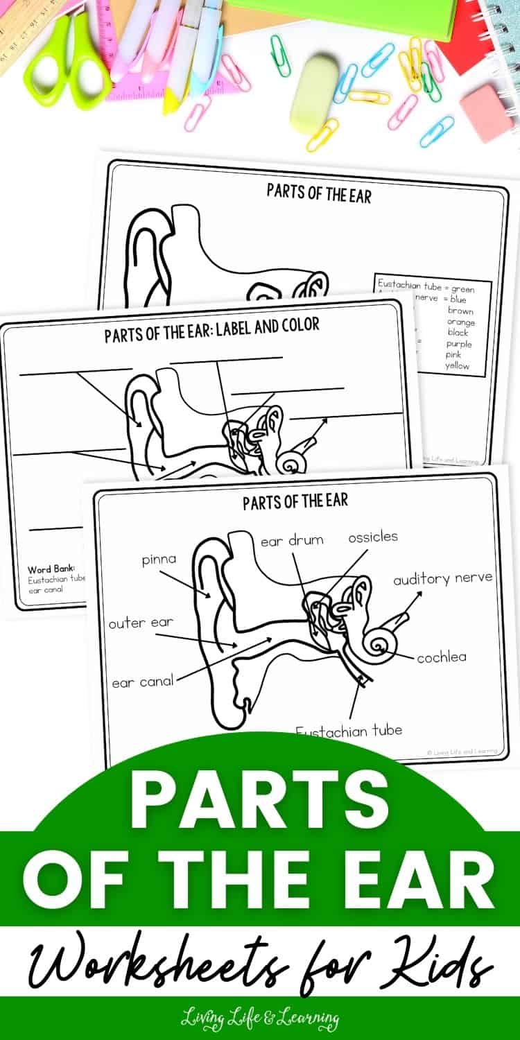 Parts of the Ear Worksheets for Kids: Learn Human Anatomy