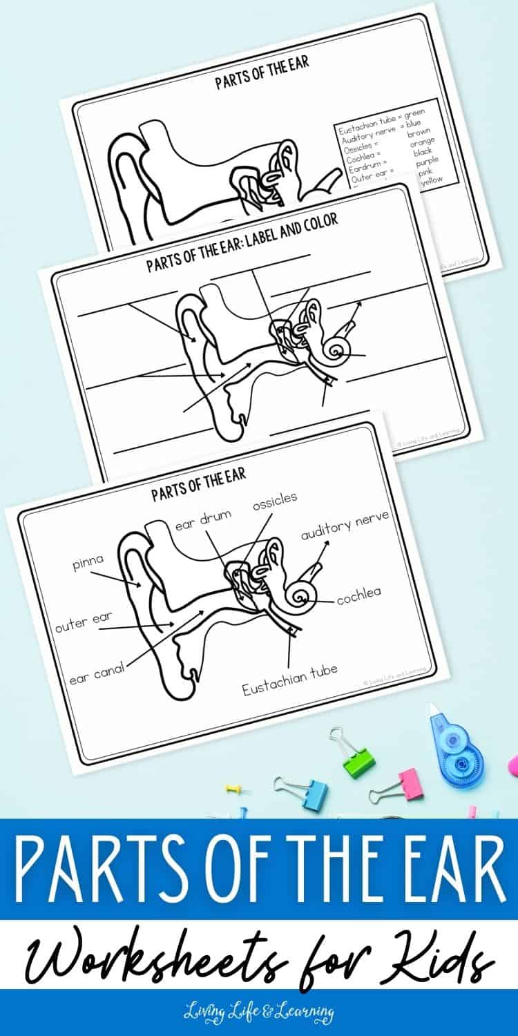 Parts of the Ear Worksheets for Kids: Learn Human Anatomy