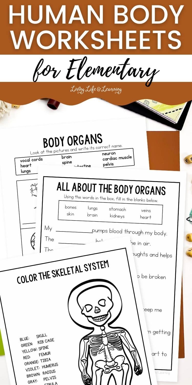 Human Body Worksheets for Elementary Kids